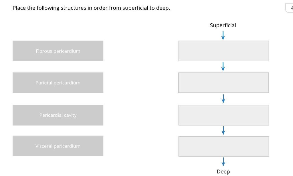 Solved Identify the following structures on a human | Chegg.com