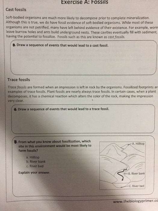 Solved Exercise A: Fossils fossils provide our best direct | Chegg.com