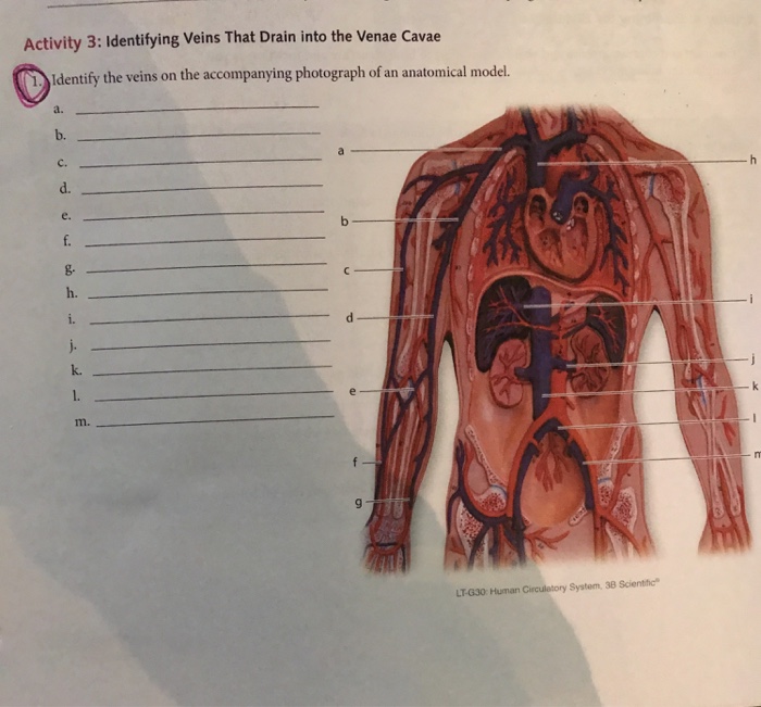 Solved Activity 3: Identifying Veins That Drain into the | Chegg.com