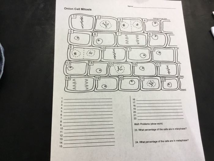 Solved Onion Cell Mitosis 6 12 16 18 19 16 17 18 19 20 21 Chegg