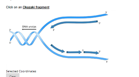 Click on an Okazaki fragment Selected Coordinates | Chegg.com