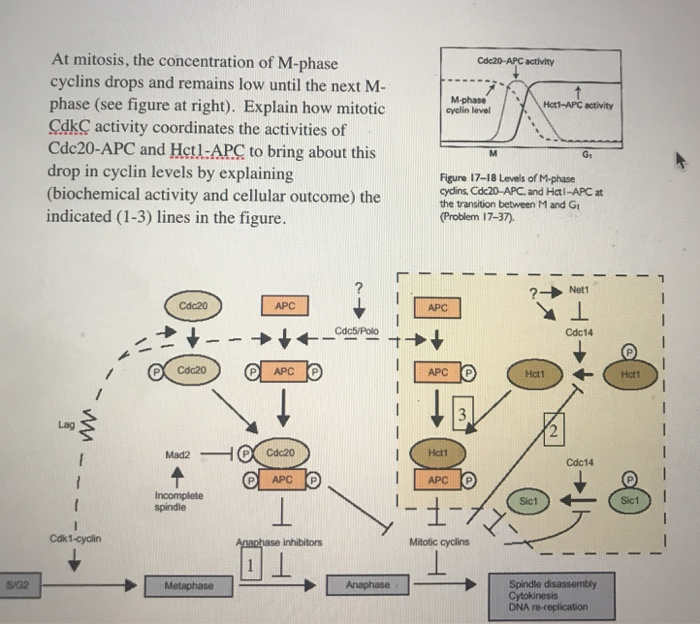 Solved At mitosis, the concentration of M-phase cyclins | Chegg.com