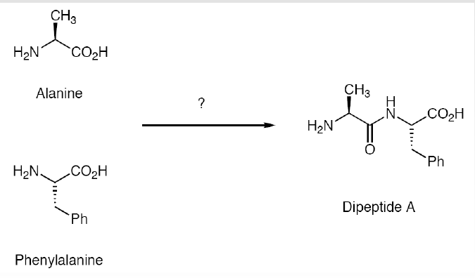 Solved Describe how you would prepare a sample of dipeptide | Chegg.com