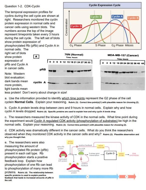 Solved Question 1-2. CDK-Cyclin Cyclin Expression Cycle А | Chegg.com
