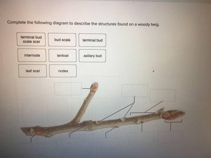 Solved Complete the following diagram to describe the | Chegg.com