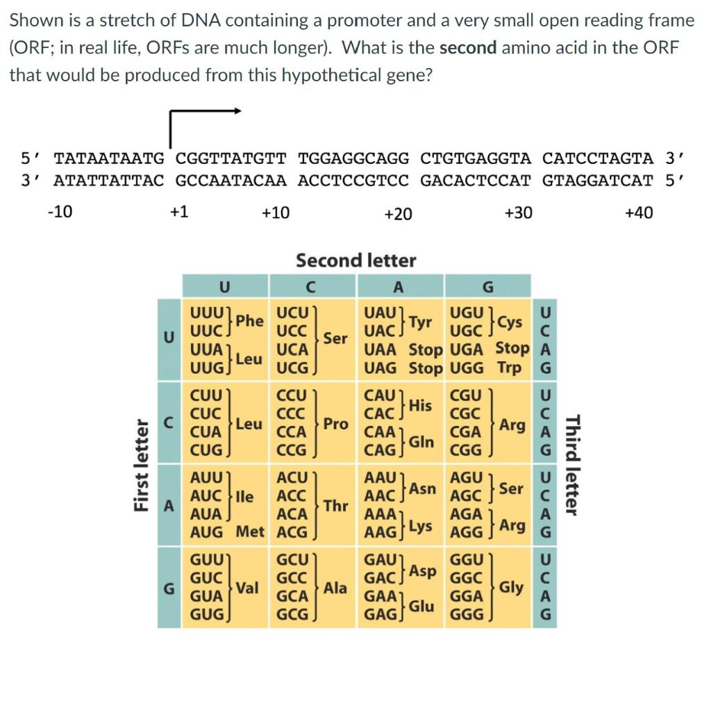 Solved Shown is a stretch of DNA containing a promoter and a | Chegg.com