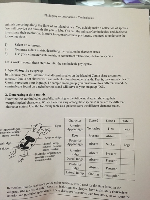 Phylogeny reconstruction-Caminalcules animals | Chegg.com