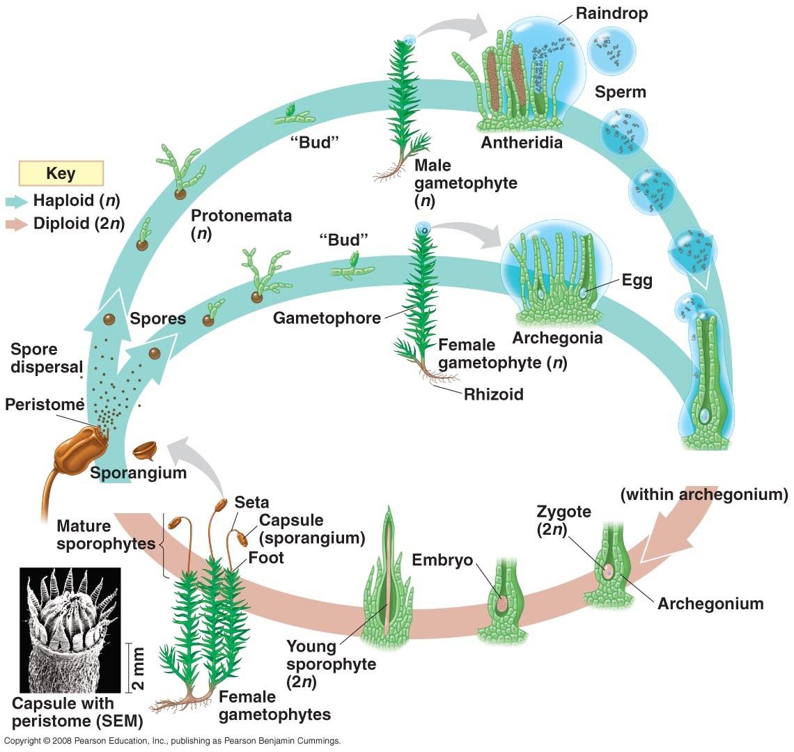 Phylum Coniferophyta Life Cycle