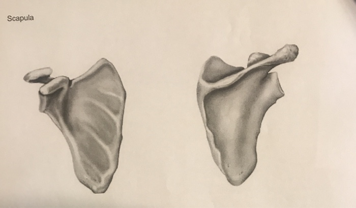 42 scapula without labels