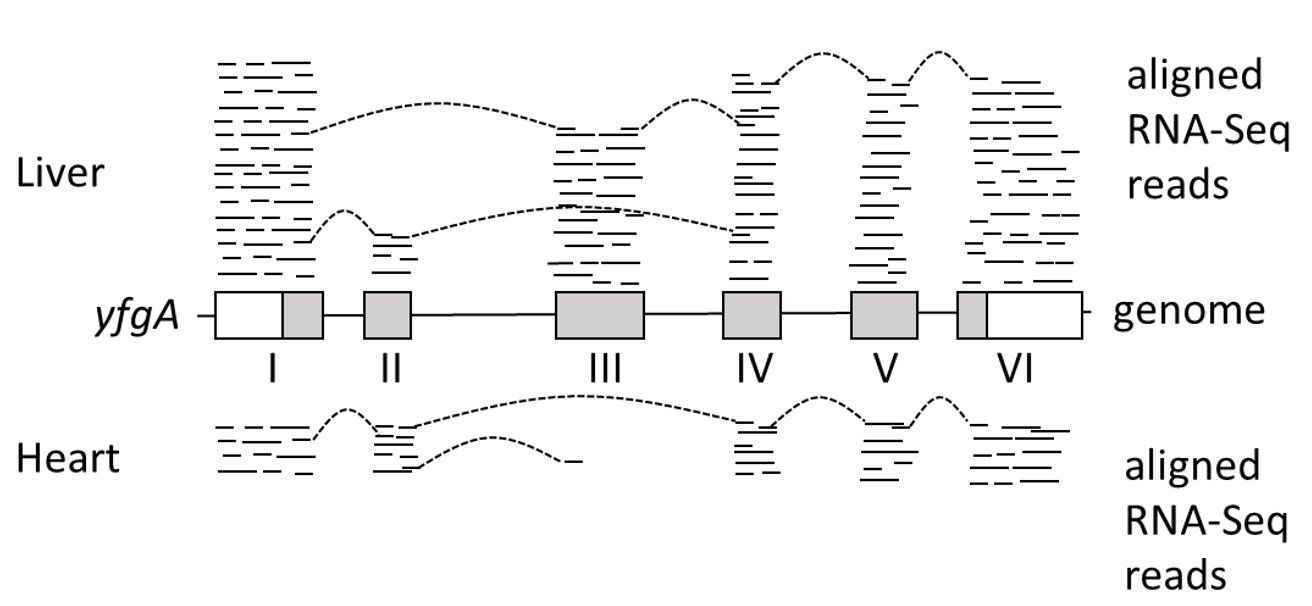 Solved A graduate student studying yfgA expression in the | Chegg.com