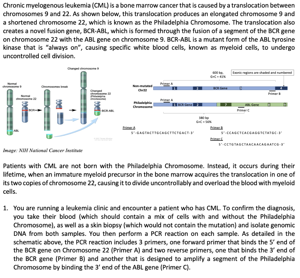 Chronic myelogenous leukemia (CML) is a bone marrow | Chegg.com