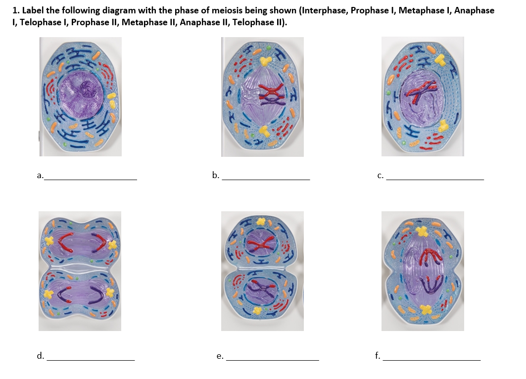 Solved 1. Label the following diagram with the phase of | Chegg.com