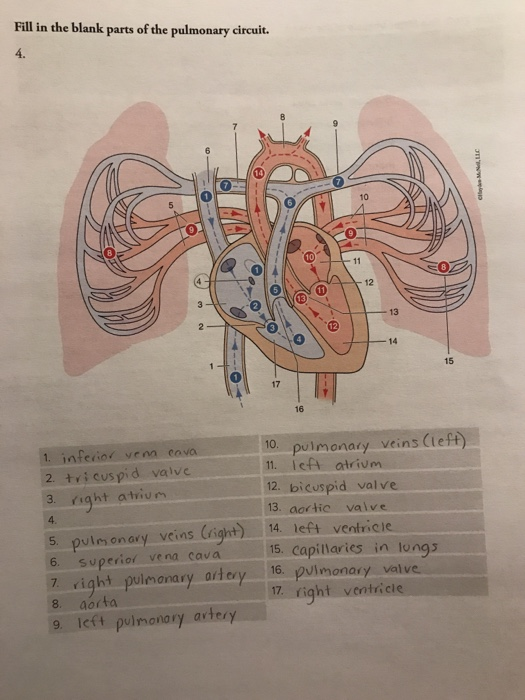 Solved Fill in the blank parts of the pulmonary circuit. 10 | Chegg.com