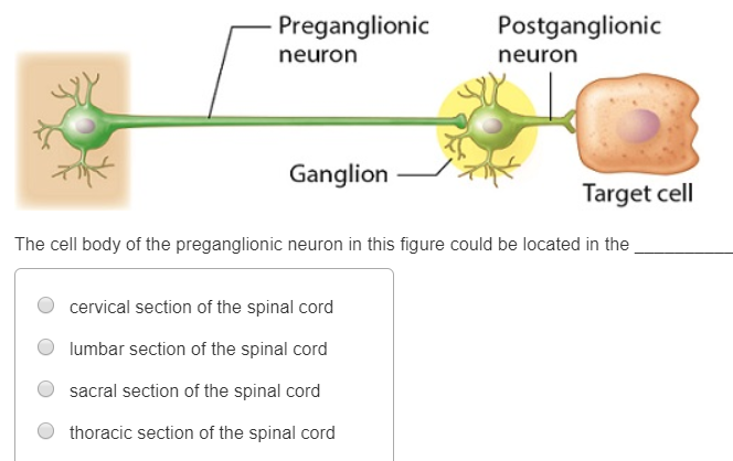 Solved /-Preganglionic neuron Postganglionic neuron Ganglion | Chegg.com