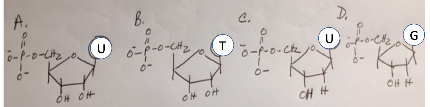 Solved Pick the nucleotide that is one of the major subunits | Chegg.com