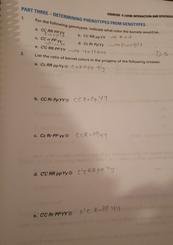 PART THREE-DETERMINING PHENOTYPES CE-DETERMINING | Chegg.com