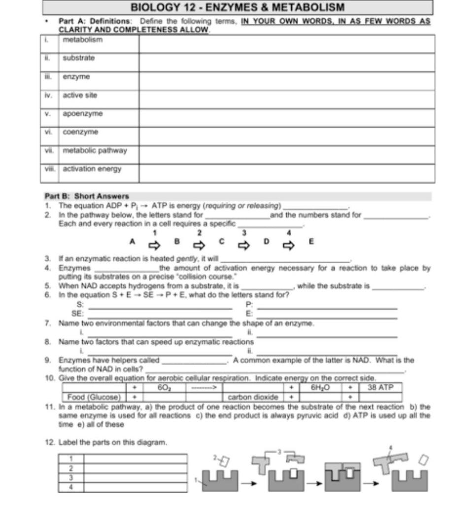 Solved . BIOLOGY 12 - ENZYMES & METABOLISM Part A: | Chegg.com