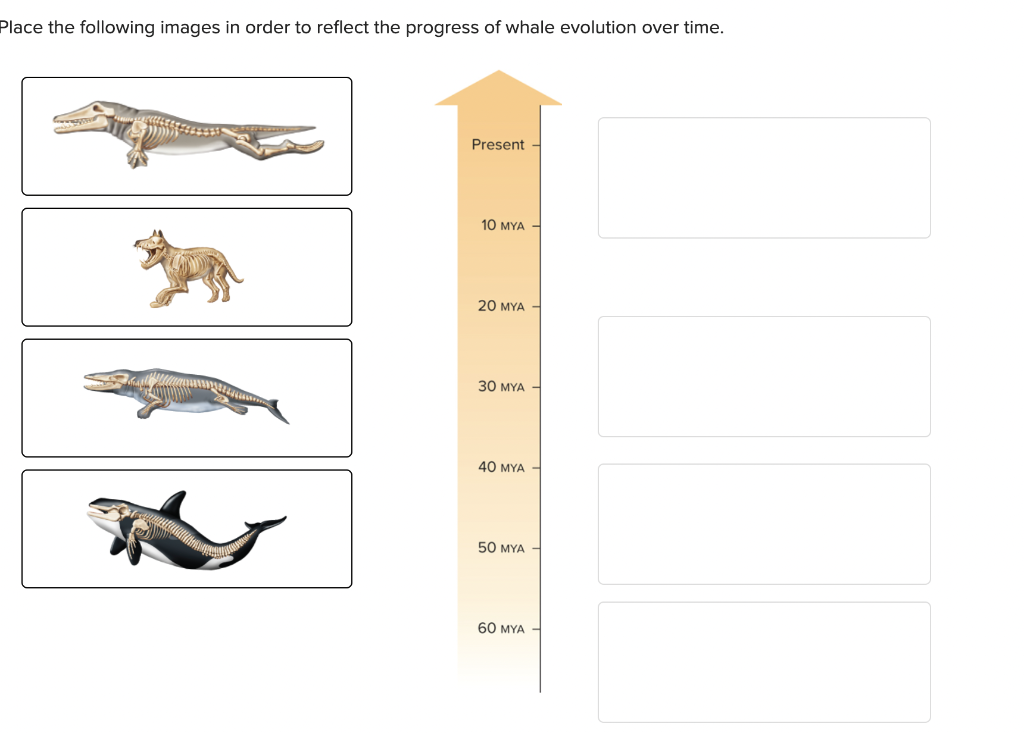 Solved lace the following images in order to reflect the | Chegg.com