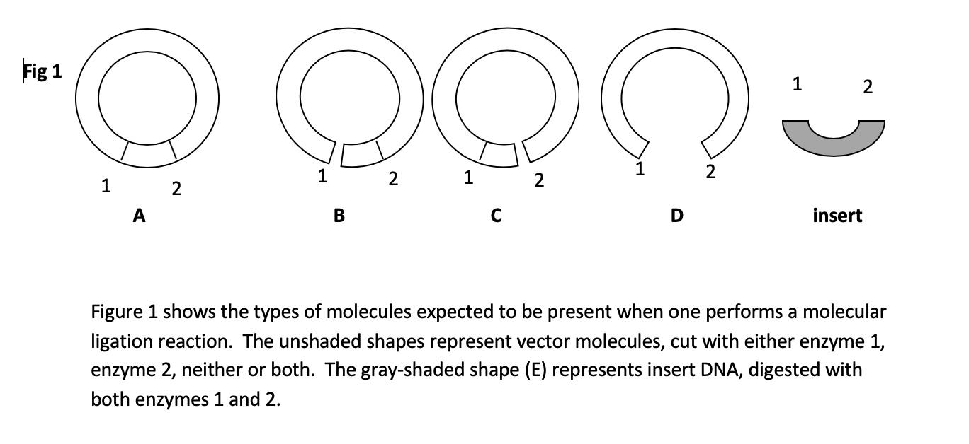 Solved Use the Ligation Figure provided under the link to | Chegg.com