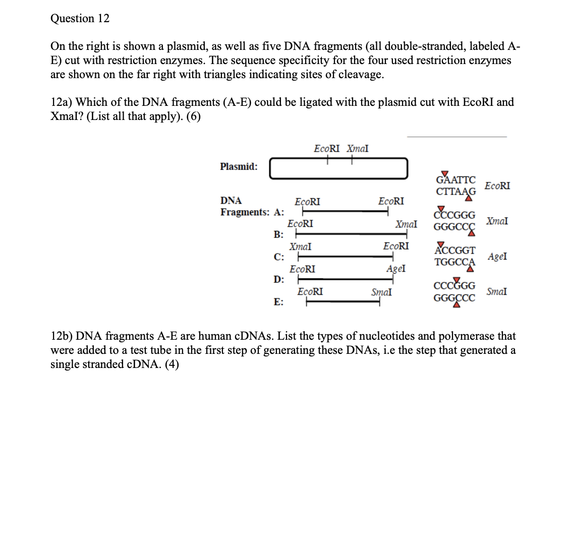 Solved On the right is shown a plasmid, as well as five DNA | Chegg.com