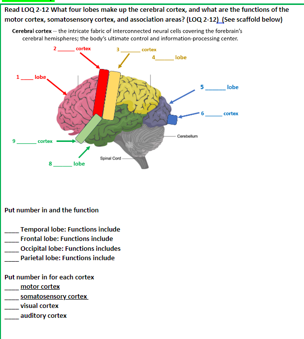 Solved What four lobes make up the cerebral cortex, and what | Chegg.com