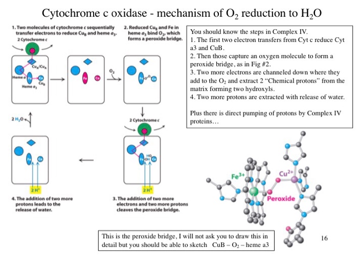 Solved In my Biochemistry class, we were discussing electron | Chegg.com