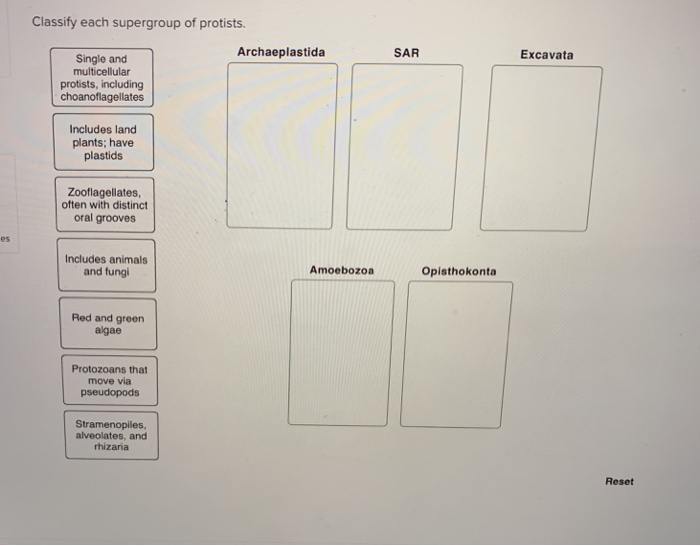 Solved Classify each supergroup of protists. Archaeplastida | Chegg.com