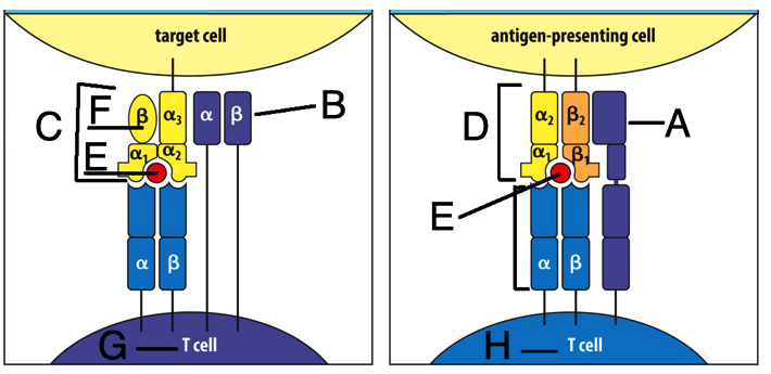 Solved Match the labels:beta 2 ﻿microglobulin ﻿T helper cell | Chegg.com