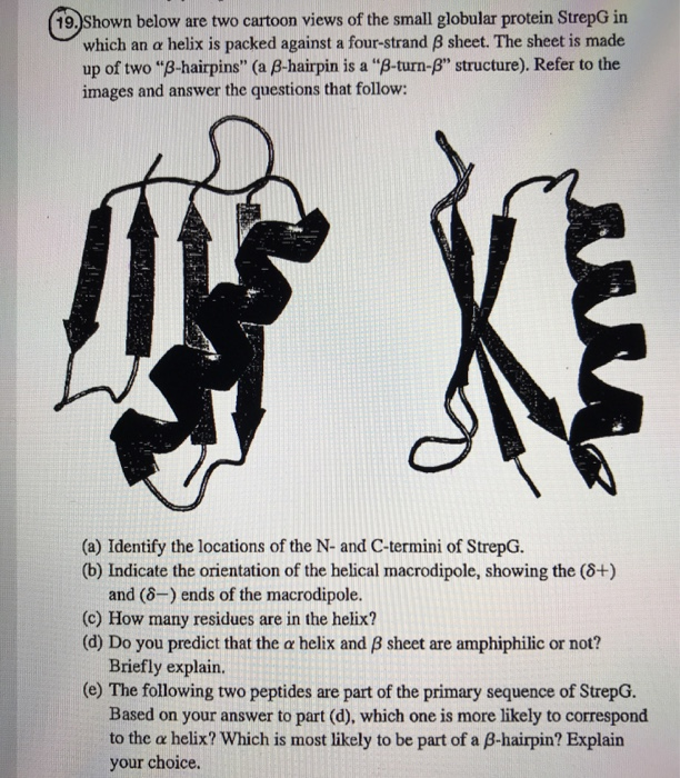 Solved 19.)Shown below are two cartoon views of the small | Chegg.com