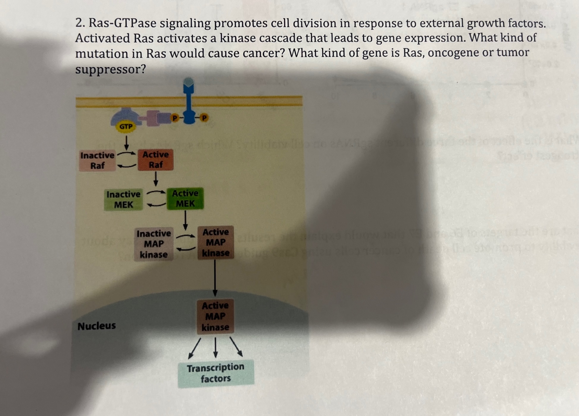 [Solved]: 2. Ras-GTPase signaling promotes cell division in