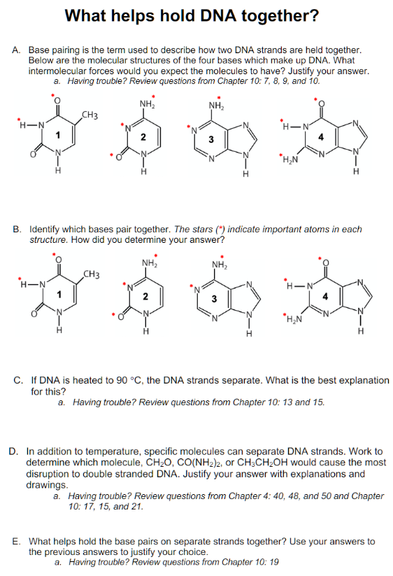 Solved What helps hold DNA together? A. Base pairing is the | Chegg.com