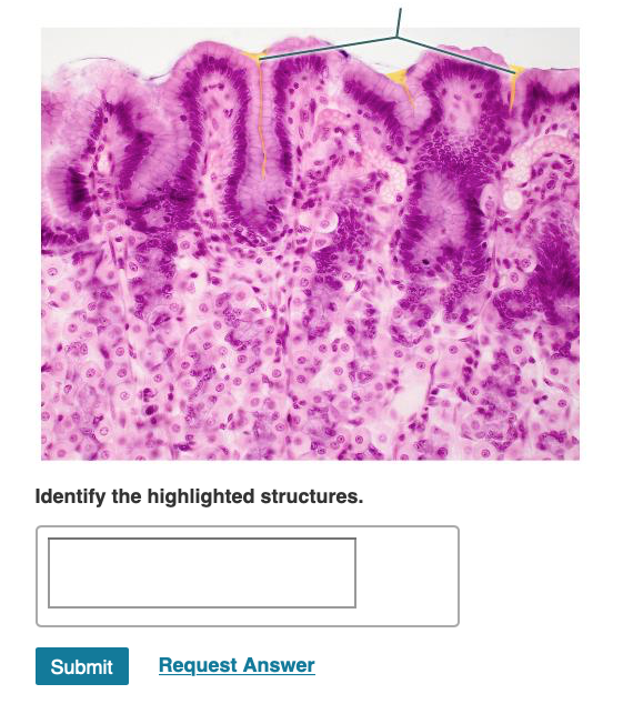 Solved Identify the highlighted structures. Submit Request | Chegg.com