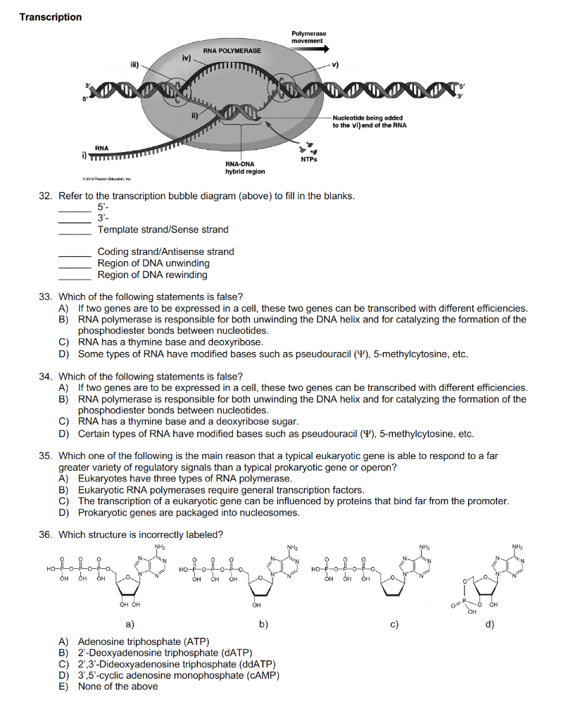 Solved Transcription Polymerase movement RNA POLYMERASE iv) | Chegg.com