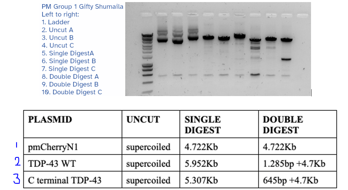 Solved Which of the following gel samples can be identified | Chegg.com