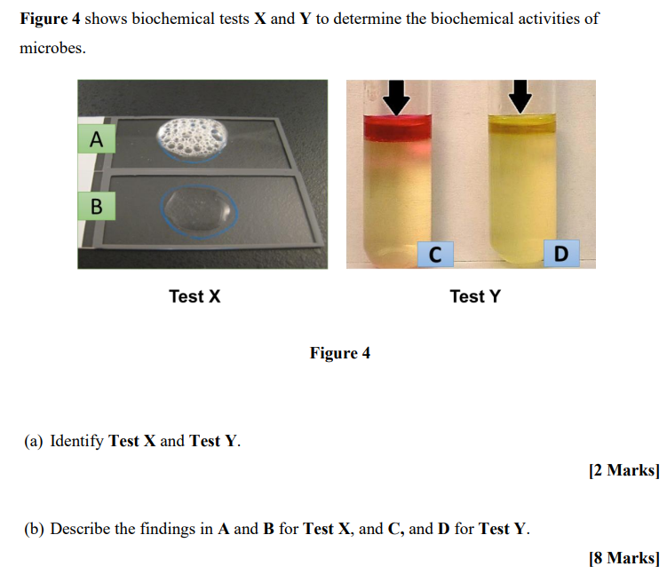 Solved Figure 4 shows biochemical tests X and Y to determine | Chegg.com