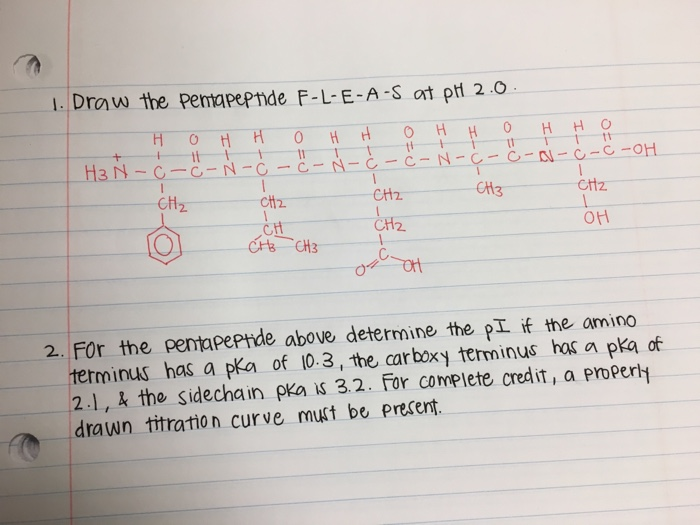 Solved Determine the pI for the pentapeptide with a properly | Chegg.com