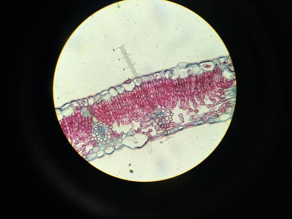 Solved Arrow the Structure of these C3,C4,and CAM leaves | Chegg.com