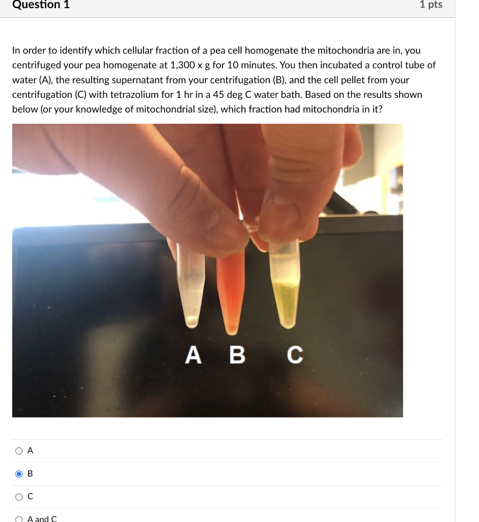 Solved In order to identify which cellular fraction of a pea | Chegg.com