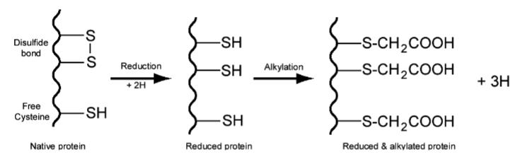 Solved In proteins disulfide bonds are formed by the | Chegg.com