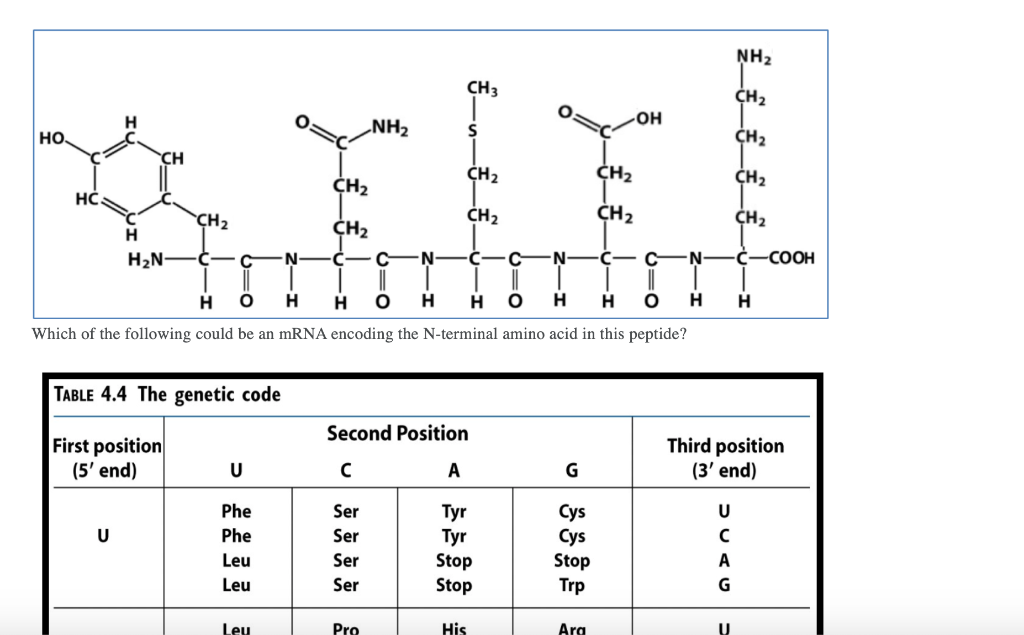 Solved NH2 CH3 CH2 H -OH NH2 HO S CH2 CH CH2 CH2 CH2 CH2 HC | Chegg.com