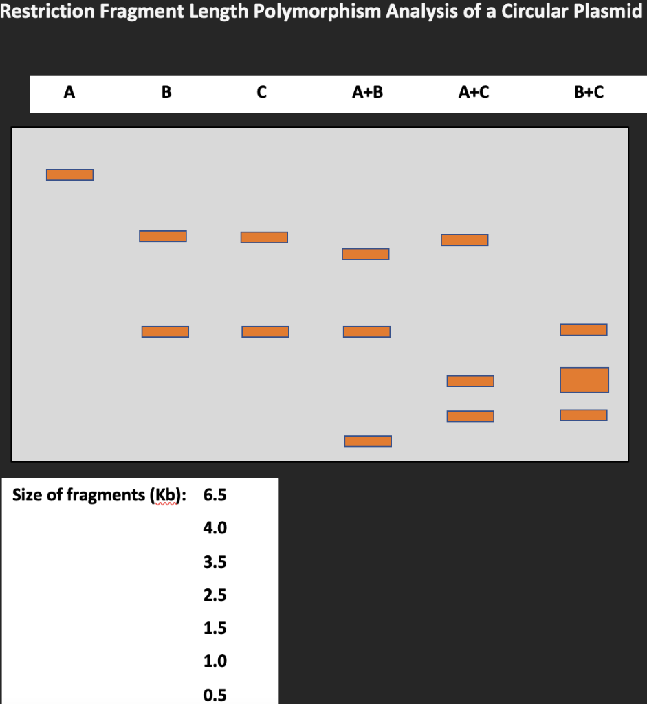 Solved 1) Label each band with its size, using the sizes of | Chegg.com