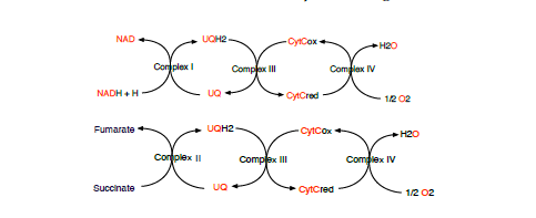 Solved In the electron transport chain, Complex I, III and | Chegg.com