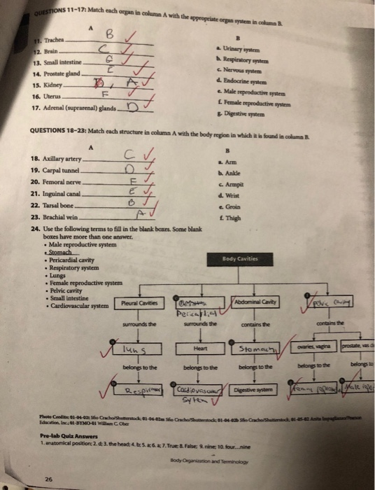 Solved 11-17 Match each organ in colurmn A with the | Chegg.com