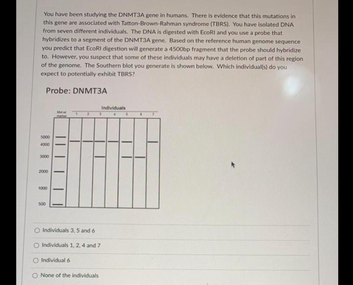 Solved You have been studying the DNMT3A gene in humans. | Chegg.com