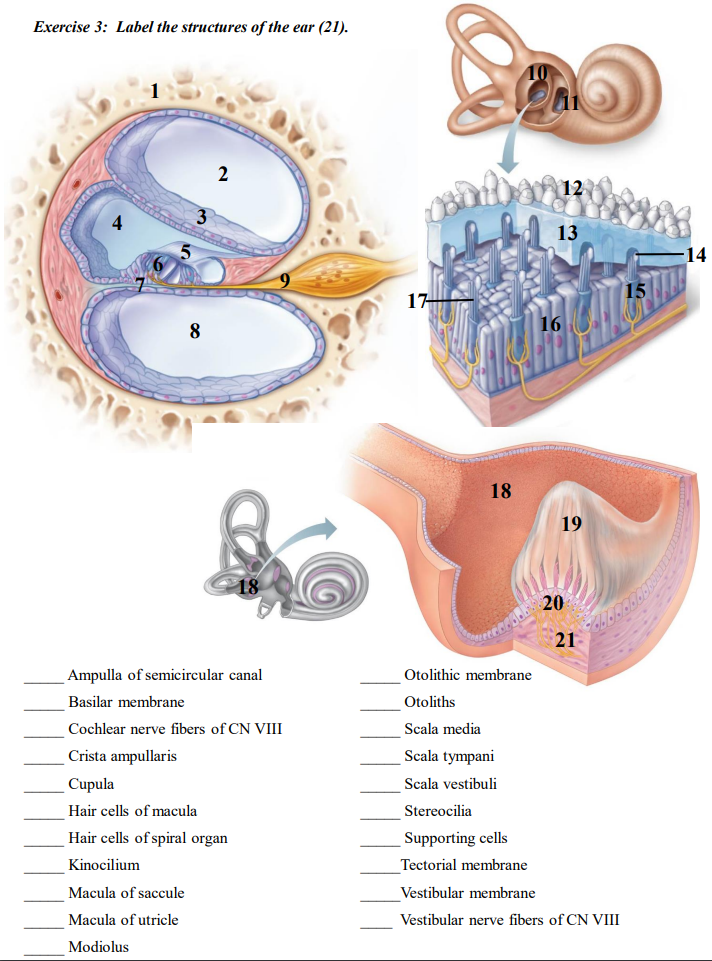 Solved Exercise 3: Label the structures of the ear (21). 2 | Chegg.com