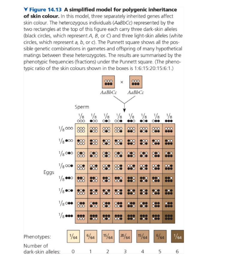 Solved Figure 14.13 A simplified model for polygenic | Chegg.com