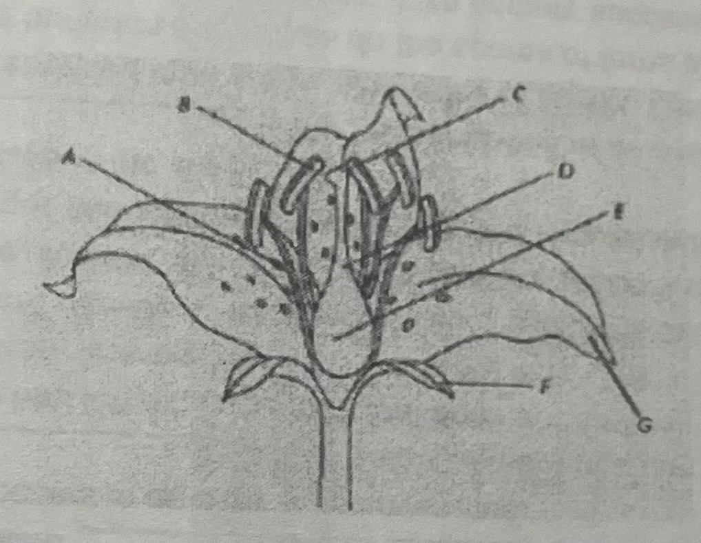 Unlabeled Flower Diagram