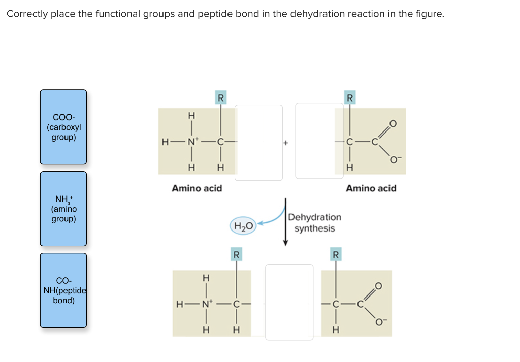 Solved Correctly place the functional groups and peptide | Chegg.com