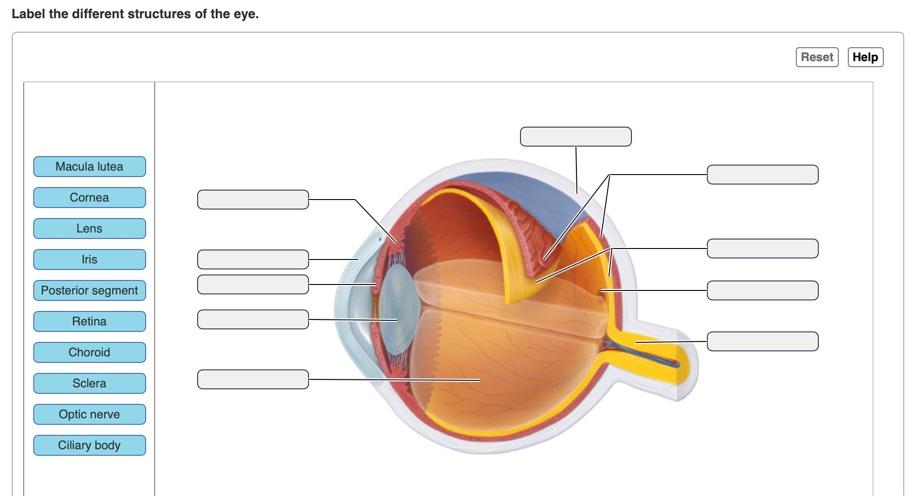 Solved Label the different structures of the eye. Reset Help | Chegg.com