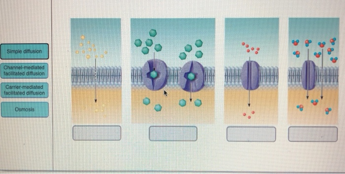 Solved Simple diffusion | Chegg.com
